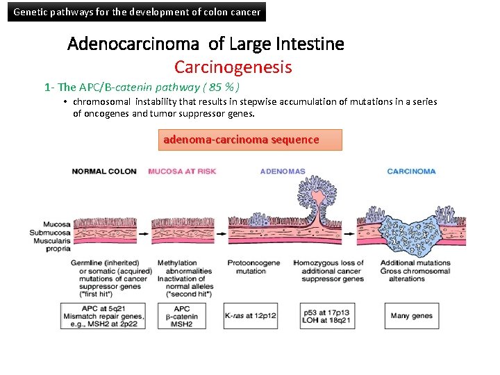 GNB Pathology 2019 Colonic tumors and polyps2 Malignant