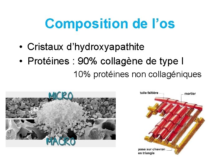 Physiologie du remodelage osseux Physiopathologie de lostoporose Fonctions
