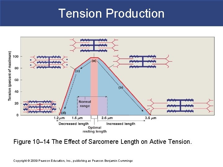 Muscle Lecture 10 Ch 10 Muscle Muse 11211