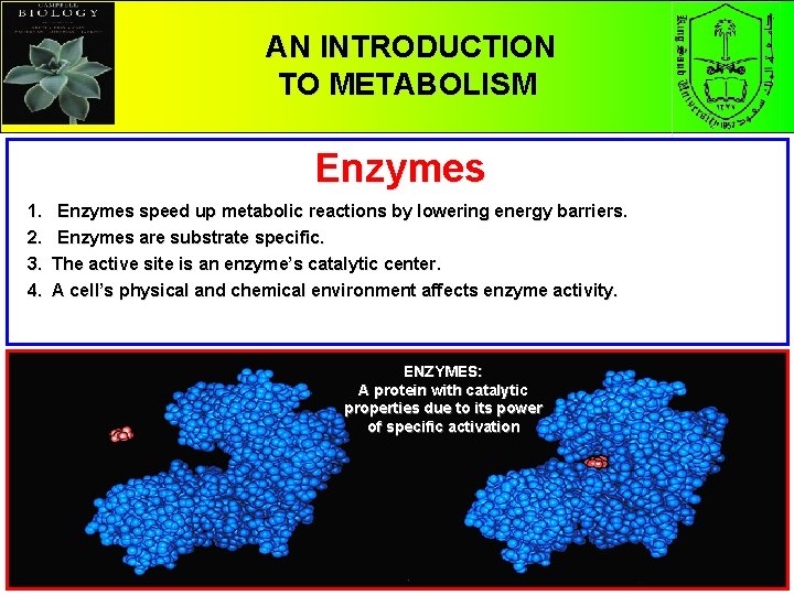 AN INTRODUCTION TO METABOLISM Enzymes 1 Enzymes speed