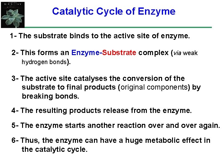 AN INTRODUCTION TO METABOLISM Enzymes 1 Enzymes speed