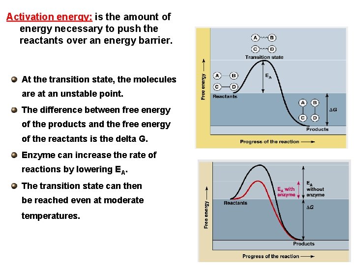 AN INTRODUCTION TO METABOLISM Enzymes 1 Enzymes speed