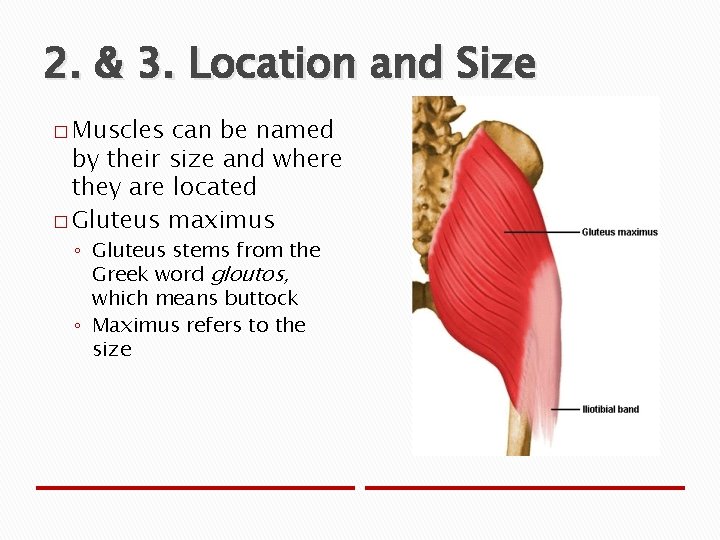 Muscle Physiology An Introduction to the Muscular System