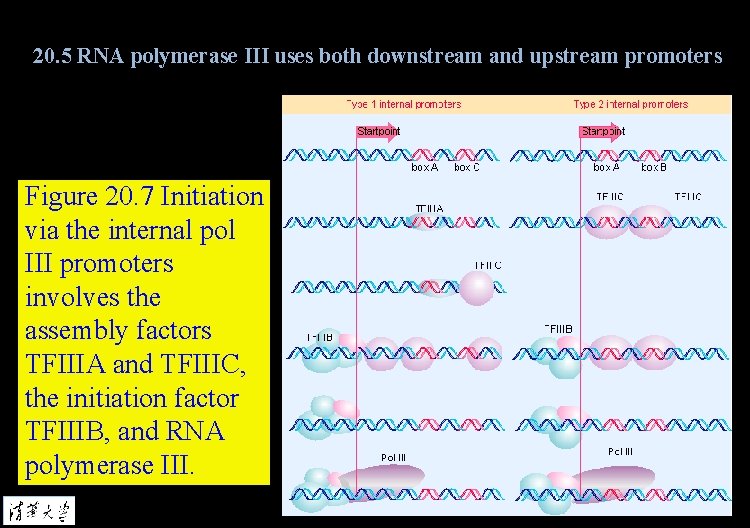 Chapter 20 Initiation of transcription 20 1 Introduction