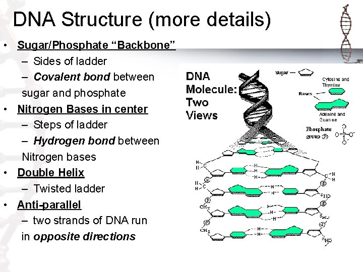 What do I know about DNA 4 th