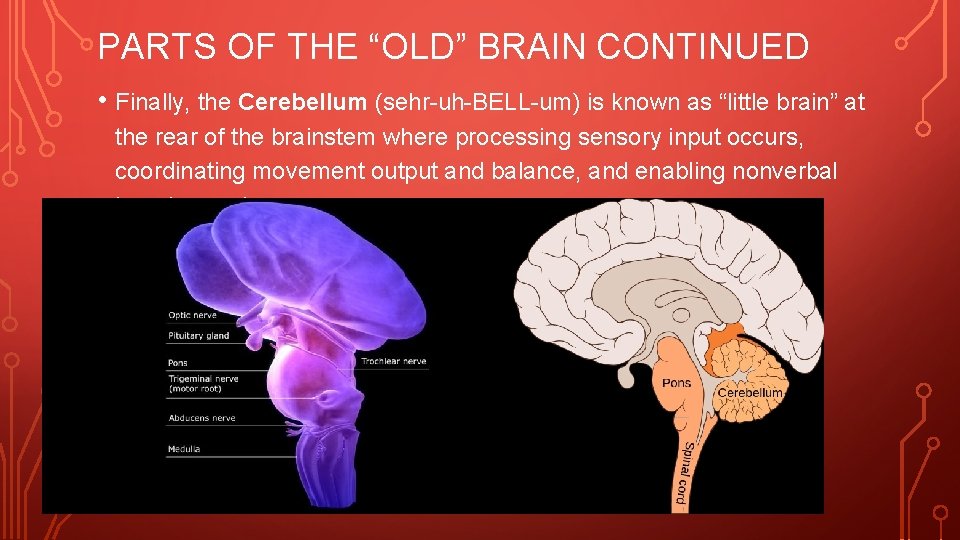 BIOLOGICAL BASES OF BEHAVIOUR STUDYING THE BRAIN AND