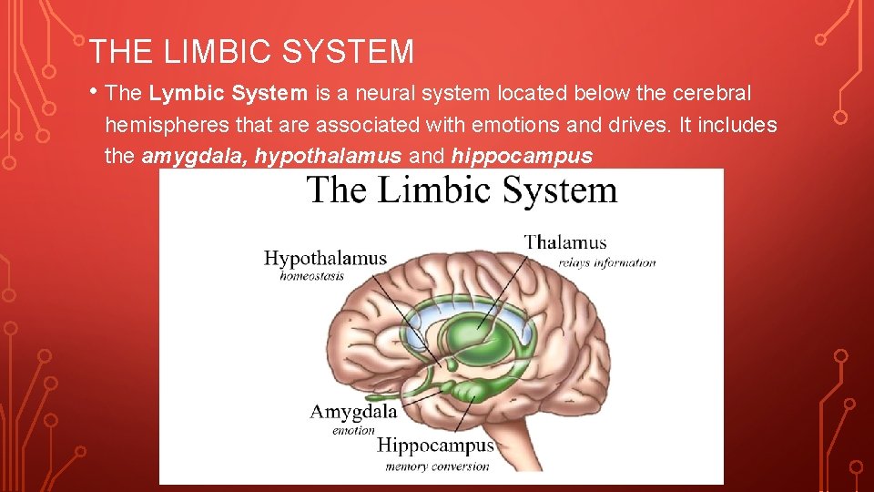 BIOLOGICAL BASES OF BEHAVIOUR STUDYING THE BRAIN AND