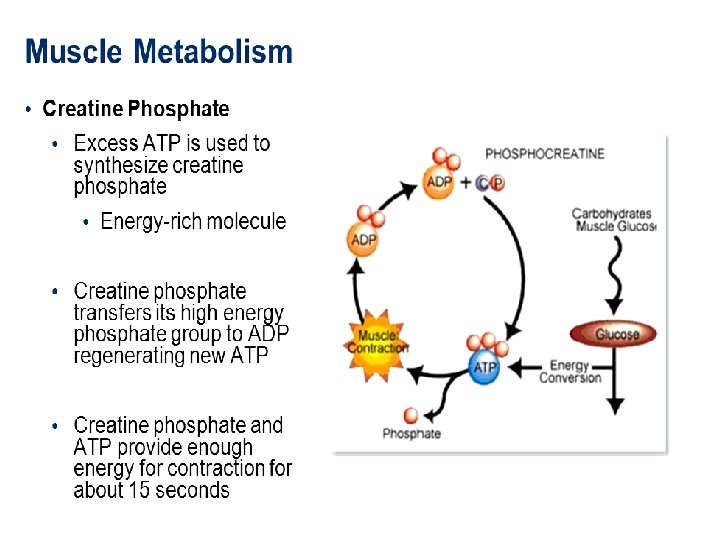 Creatine phosphate also called phosphocreatine the phosphorylated ...
