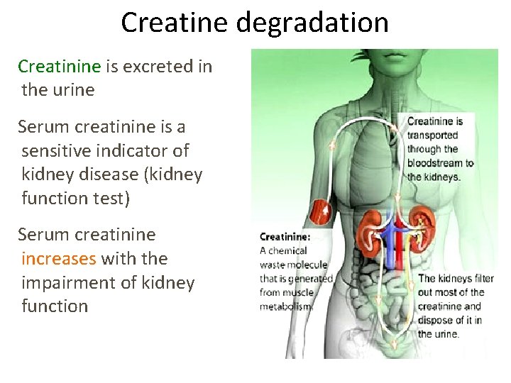 Creatine phosphate also called phosphocreatine the phosphorylated ...