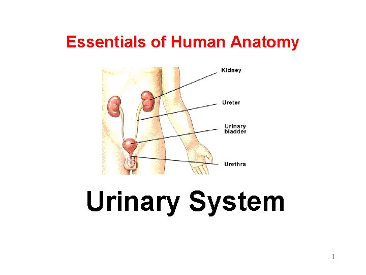 Essentials of Human Anatomy Urinary System 1 General