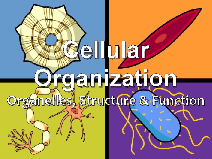 Cellular Organization Organelles Structure Function Proposed in 1838