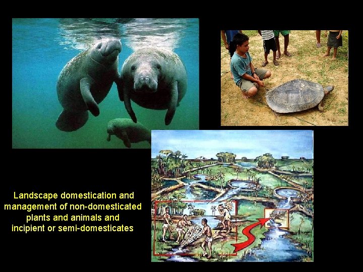 Environmental Change Domestication Domestication production of new species