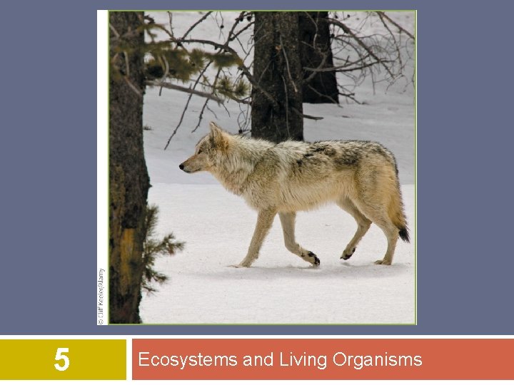 5 Ecosystems and Living Organisms Overview of Chapter