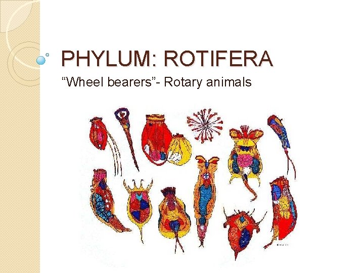 PHYLUM ROTIFERA Wheel bearers Rotary animals Rotifera wheel