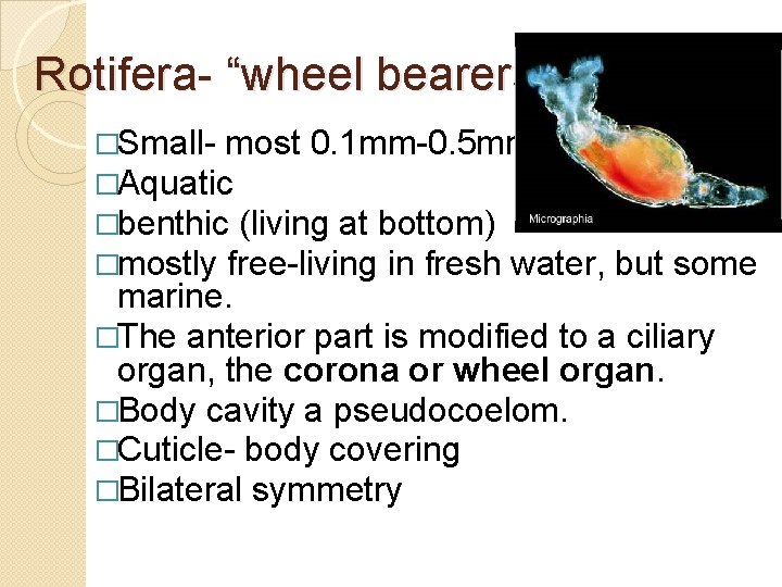 PHYLUM ROTIFERA Wheel bearers Rotary animals Rotifera wheel