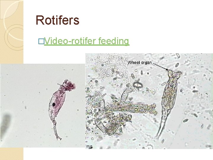 PHYLUM ROTIFERA Wheel bearers Rotary animals Rotifera wheel