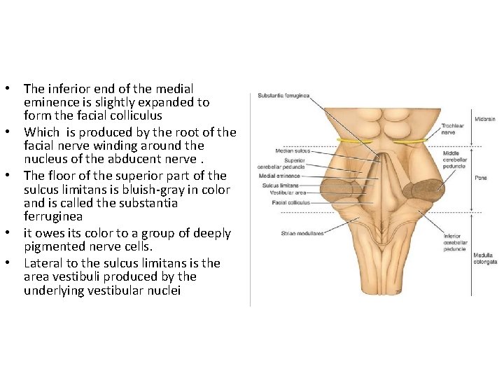 PONS INTERNAL STRUCTURE BY DR ZAHID SARFARAZ AP