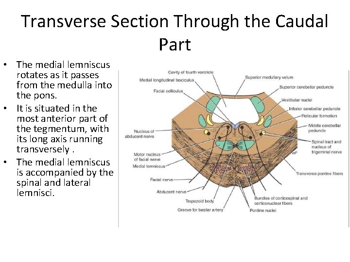PONS INTERNAL STRUCTURE BY DR ZAHID SARFARAZ AP