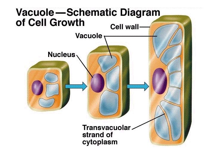 The Plant Cell Wall Growth and Development From