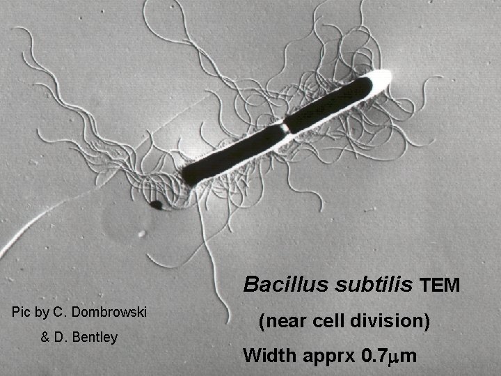 Dynamics of concentrated swimming microorganisms Bacillus subtilis from