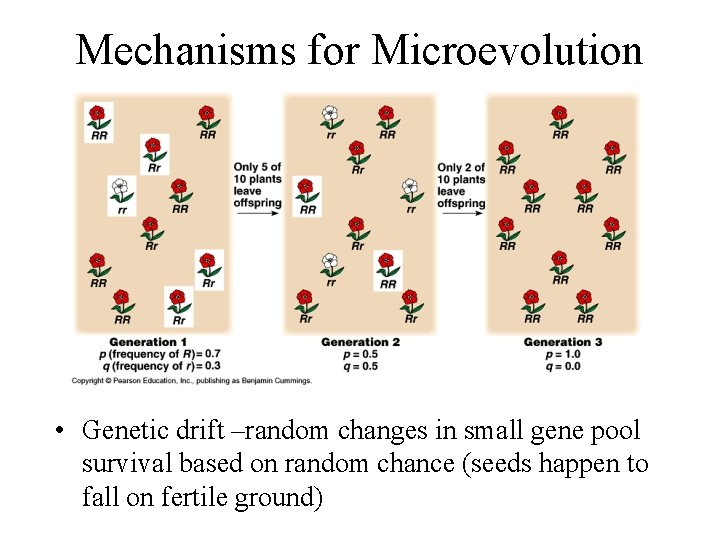 Introduction Biology 351 Comparative Anatomy Dr Tony Serino