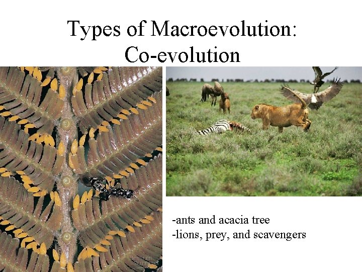 Introduction Biology 351 Comparative Anatomy Dr Tony Serino