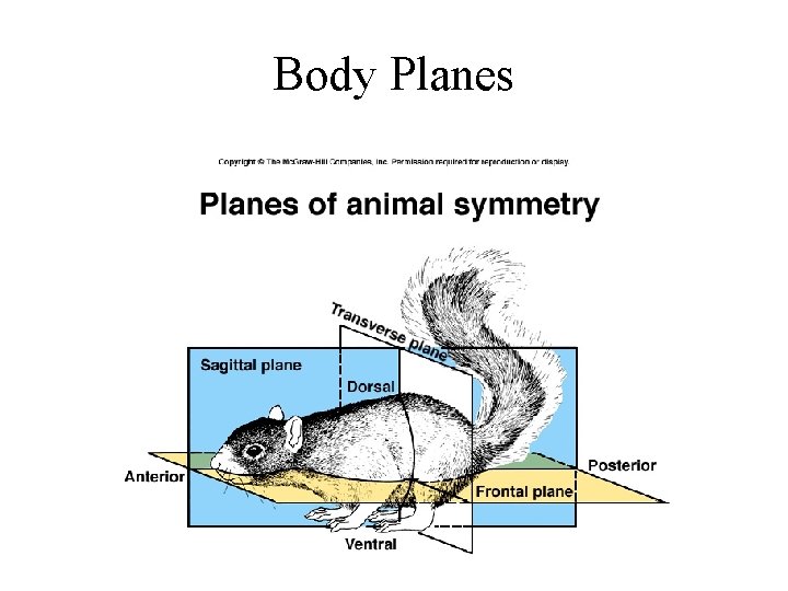 Introduction Biology 351 Comparative Anatomy Dr Tony Serino