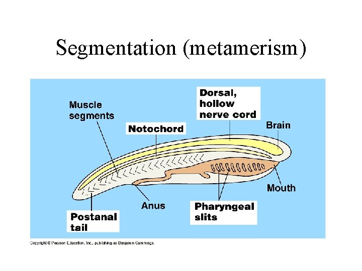 Introduction Biology 351 Comparative Anatomy Dr Tony Serino