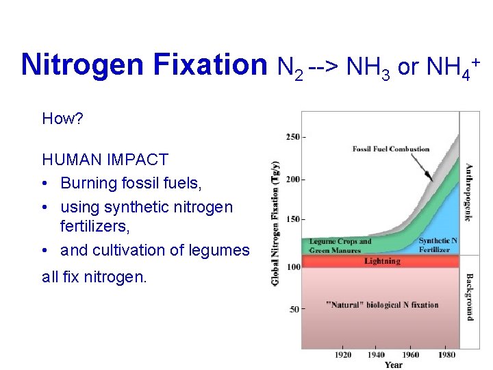 The Nitrogen Cycle Nitrogen Nitrogen N is an