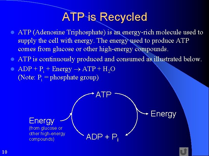 Energy metabolism enzyme and Cofactors 1 Forms of