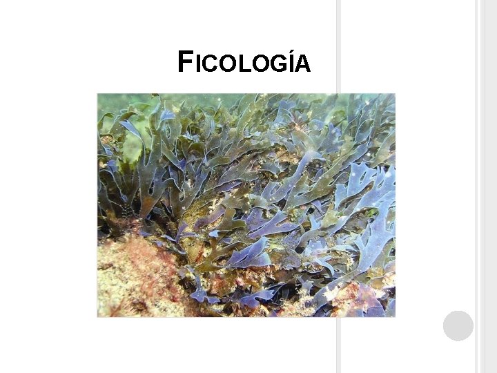 RAMAS DE LA BIOLOGA COLEGIO SN FRANCISCO JAVIER