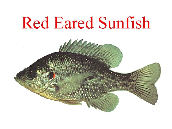 Freshwater Fish Wildlife and Recreation Management Mr Lemmons