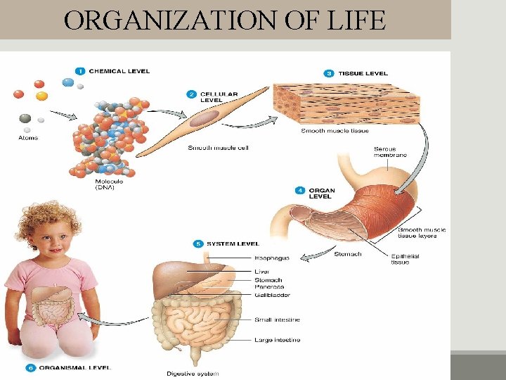 INTRODUCTION TO BIOCHEMISTRY 1 AISHA OMER ORGANIZATION OF