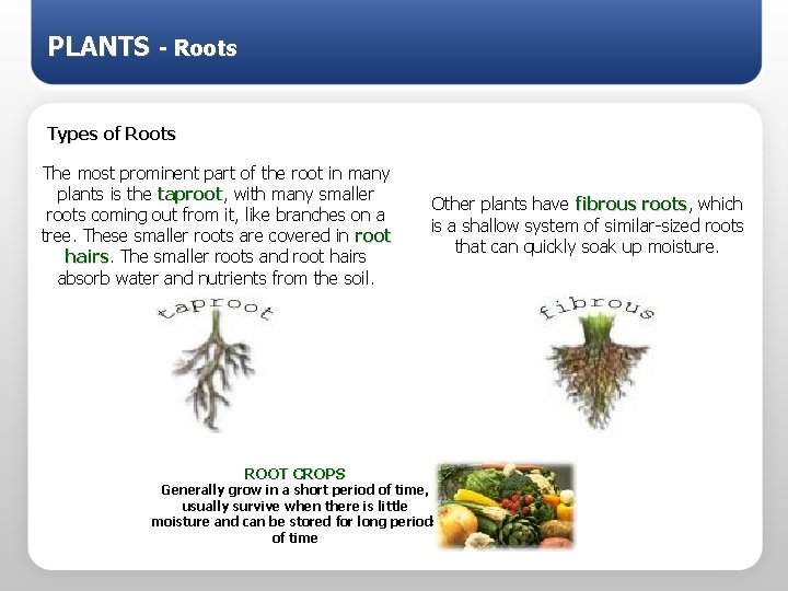 PLANTS POWERPOINT SLIDESHOW Grade 7 Science PLANTS FOR