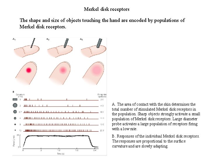 The somatic senses The Greek word for body