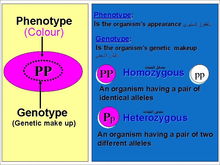 Lecture 8 Genetics MENDEL AND THE GENE IDEA