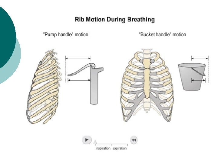 Dr Vaishali Sanjay Mandhana Asso Prof Anatomy MBBS