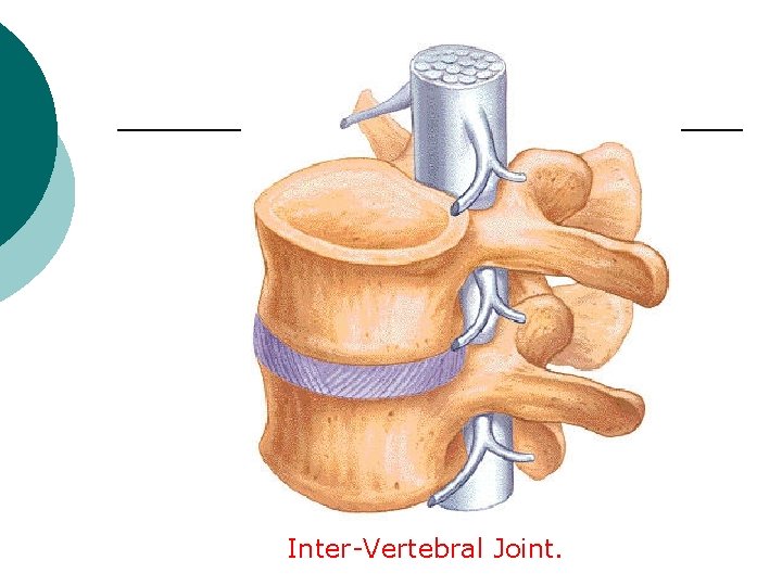 Dr Vaishali Sanjay Mandhana Asso Prof Anatomy MBBS