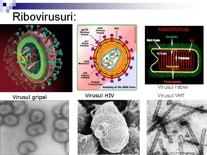 GRUP SCOLAR DE TRANSPORTURI AUTO TRAIAN VUIA TARGUJIU