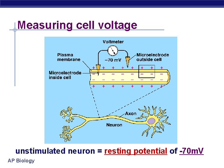 Nervous System Neurons AP Biology 2007 2008 Why