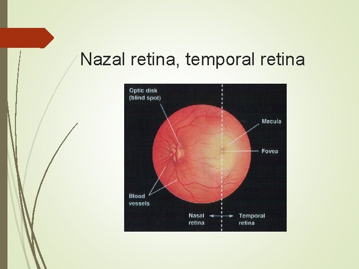 Merkezi grme mekanizmalar Merkezi grme yollar Ganglion hcrelerinin