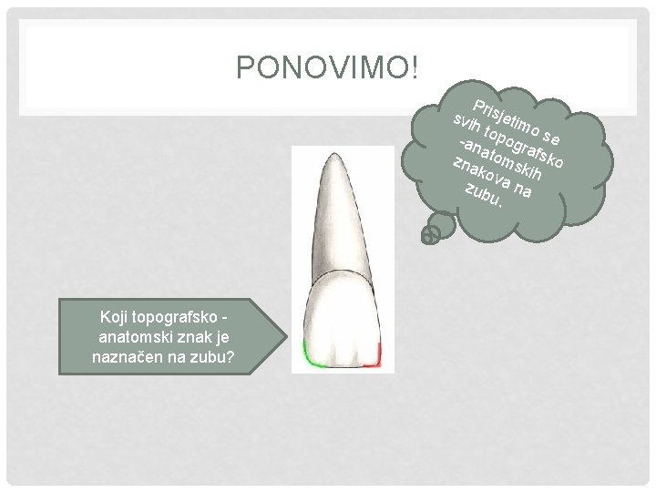 GORNJI SREDINJI SJEKUTI DENS INCISIVUS MEDIALIS SUPERIOR 11