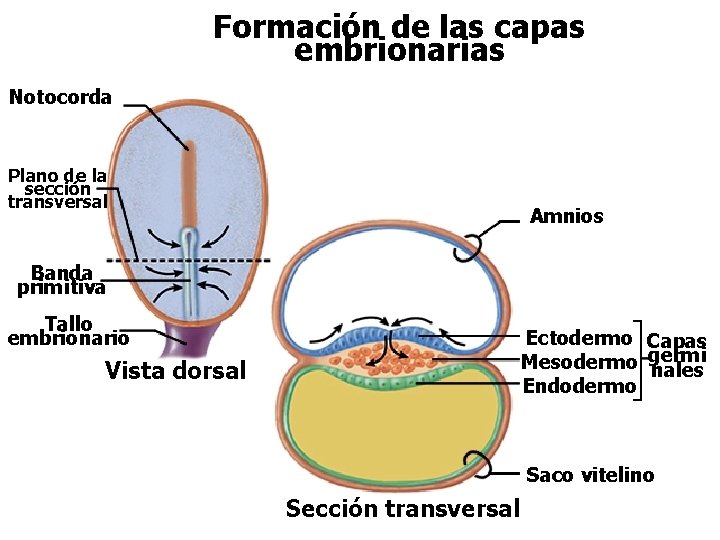 Tipos de reproduccin Asexual Interviene un nico individuo