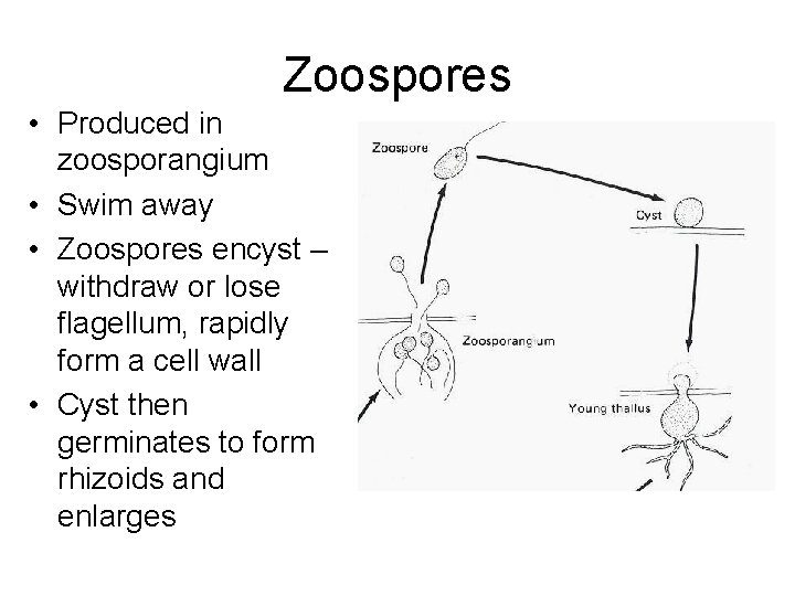 Zoosporic fungi Kingdom Fungi Zoospores Motile asexual spores