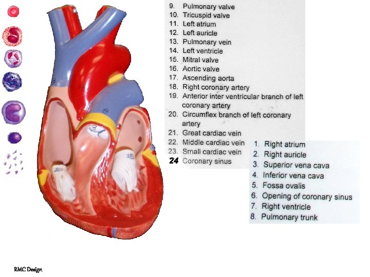 Cardiovascular Practical A Models Heart Models 4 different