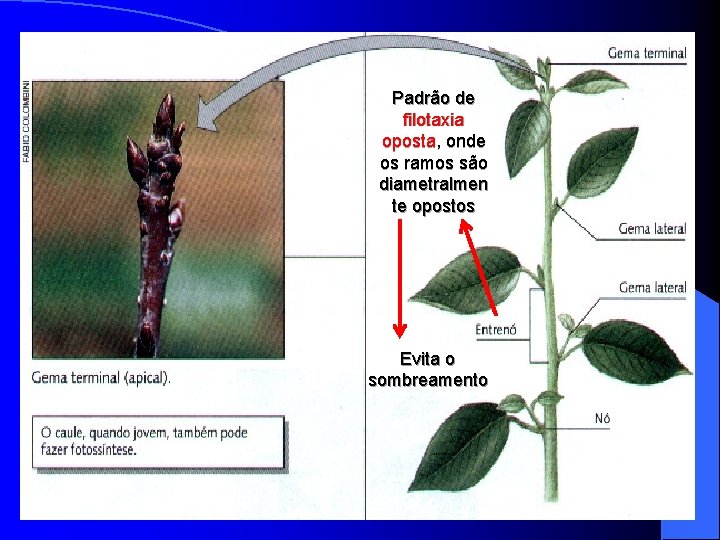 Histologia Vegetal Cls indiferenciadas que originam 25022021 1