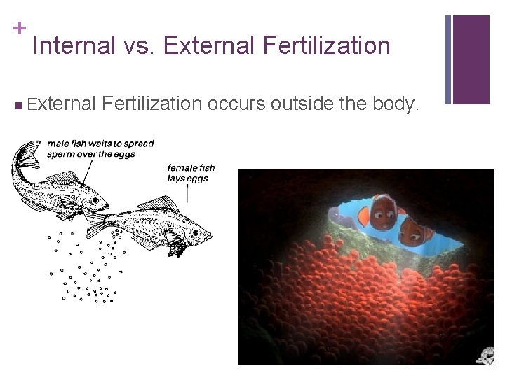 Types of Reproduction Development Sexual Reproduction n The