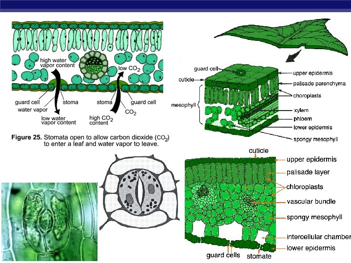Plant Anatomy AP Biology 2006 2007 Basic plant