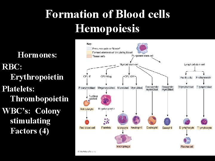 Bio 242 Unit 3 Lecture 1 1 Major