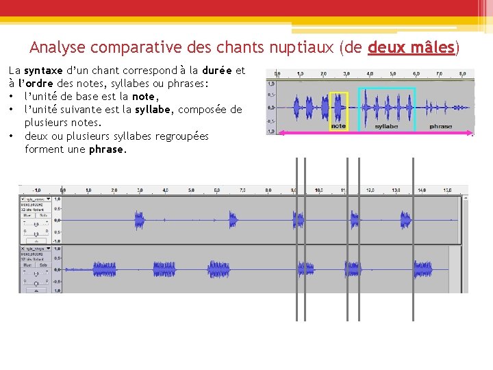 Hyla chrysoscelis Hyla versicolor TP 6 bis identification